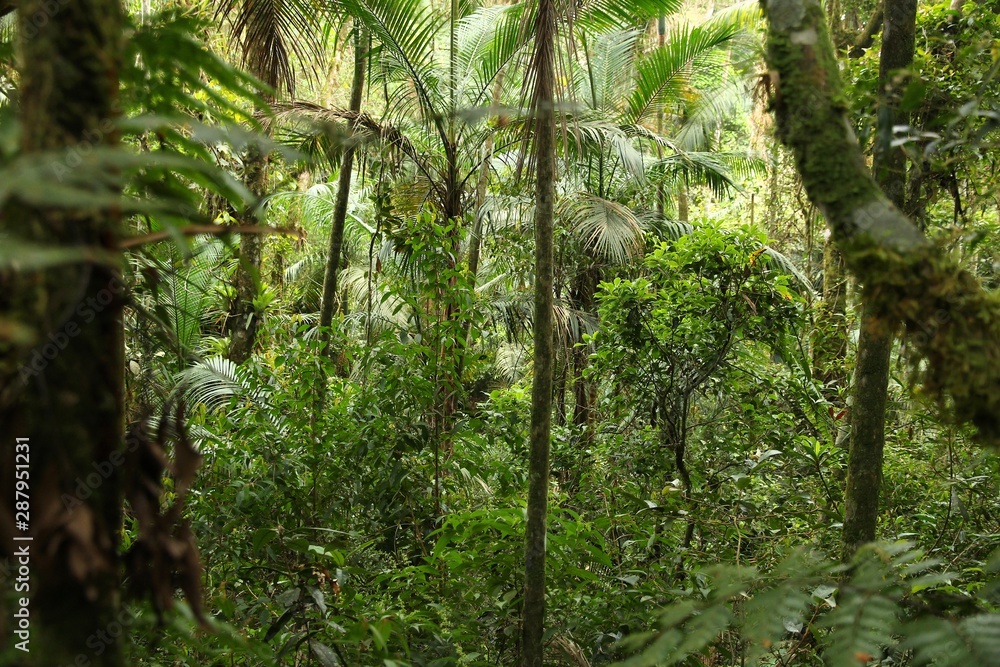 Mata Atlantica Imagens Mata Atlantica, Brazil Stock Image. Image Of