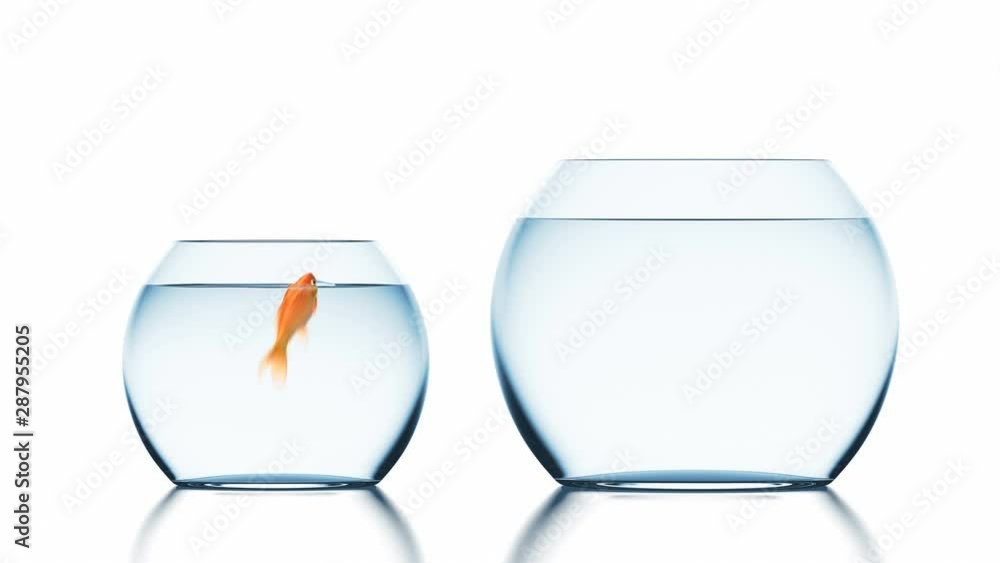 Goldfish Improves Living Conditions Jumping into a Bigger Fishbowl ...