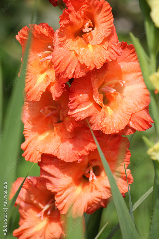 Light Orange Gladiolus