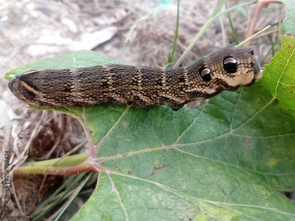 larva elephant hawk moth (Deilephila elpenor) brown-gray with black ...