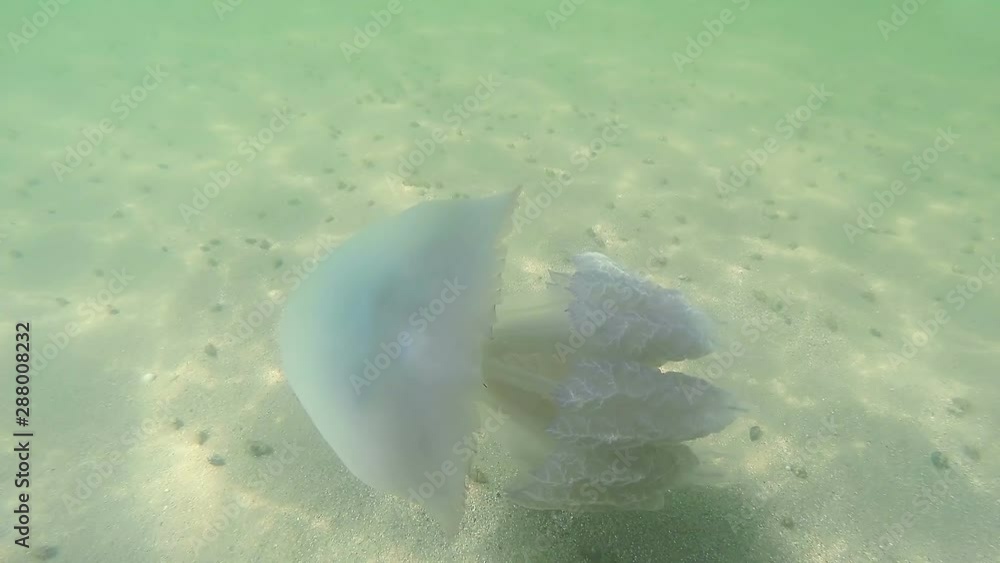 Floating in the thickness of the water in the Black Sea, commonly known ...