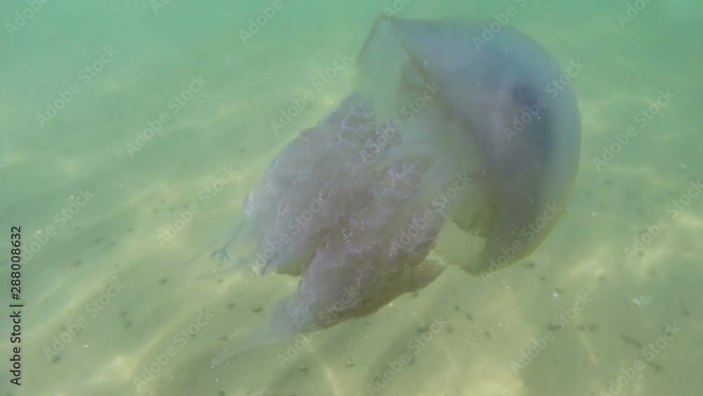 Floating in the thickness of the water in the Black Sea, commonly known ...