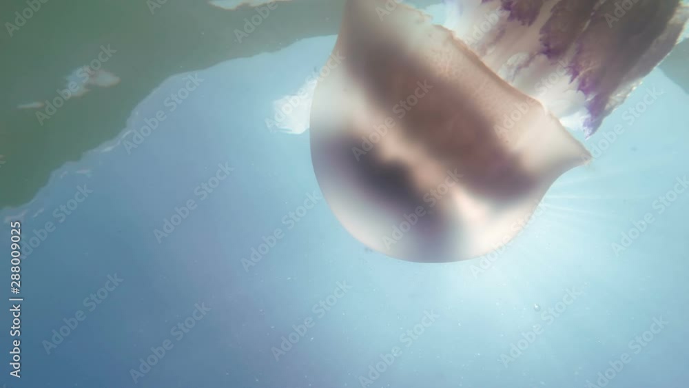 Floating in the thickness of the water in the Black Sea, commonly known ...