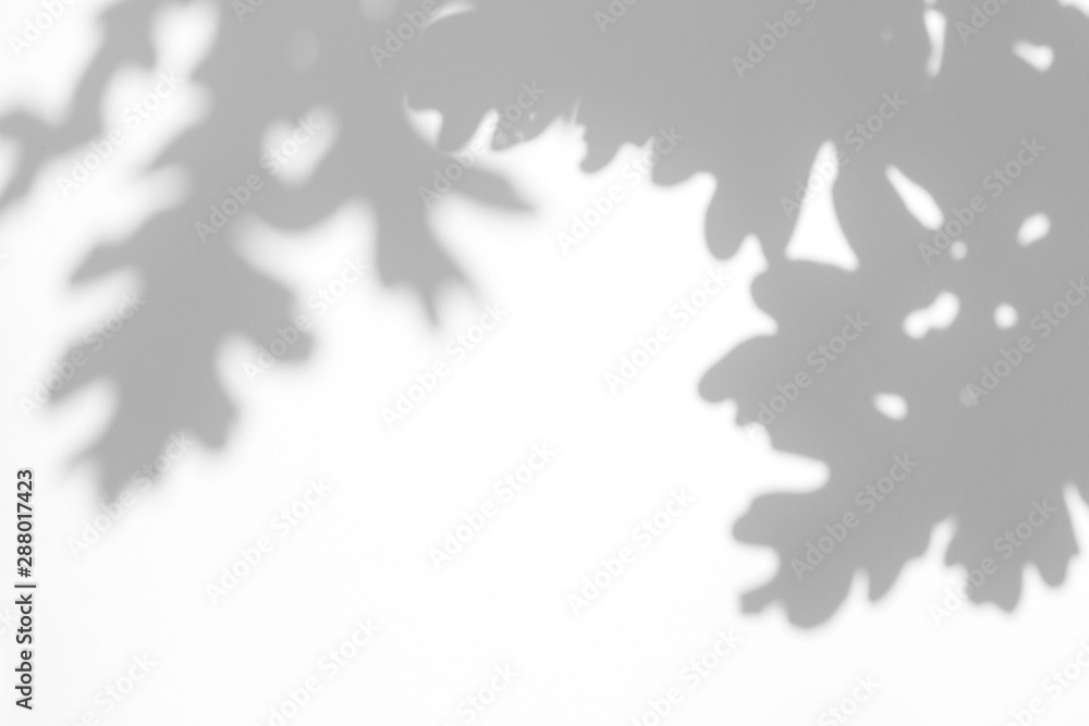 Overlay effect for photo. Gray shadow of the oak tree leaves on a white ...