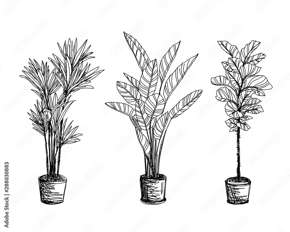 Hand drawn architect trees. Sketch Architectural landscape.Indoor ...