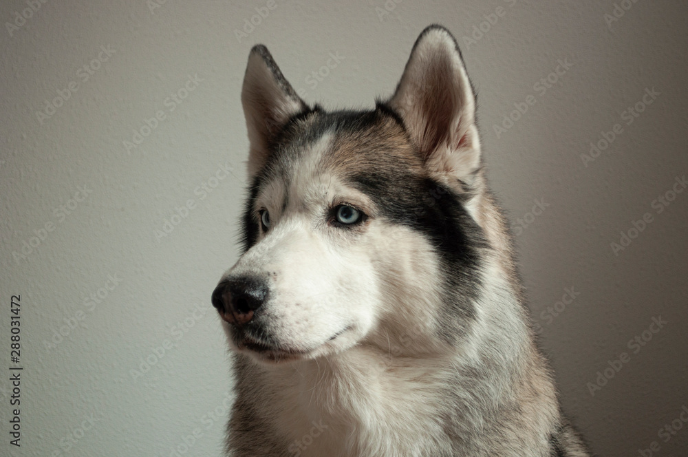Light Gray Husky With Blue Eyes