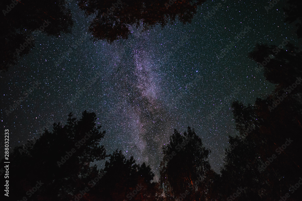 Bottom view of the starry sky with the milky way in the night forest ...