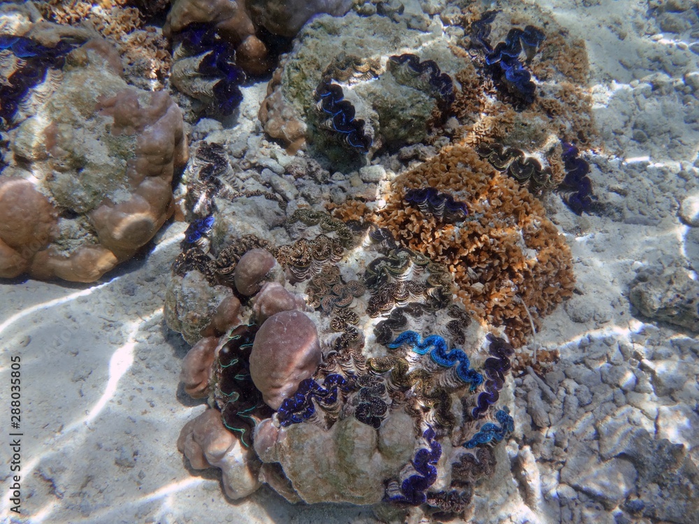 Underwater view of a Giant Clam (Tridacna Gigas) with blue lips in the ...