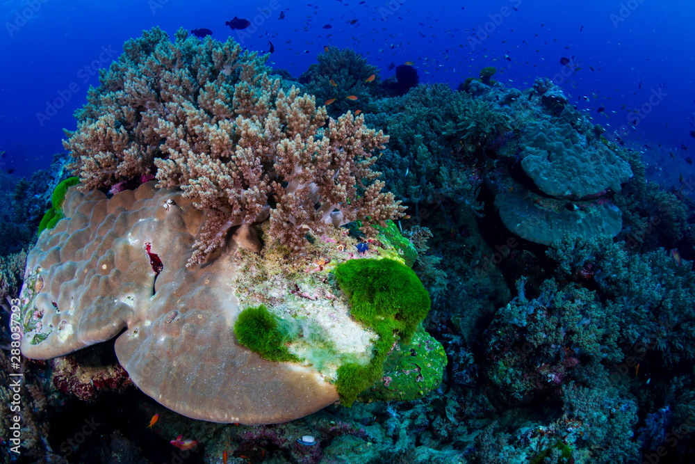 Underwater tunnels and holes on a coral reef in Thailand Stock Photo ...
