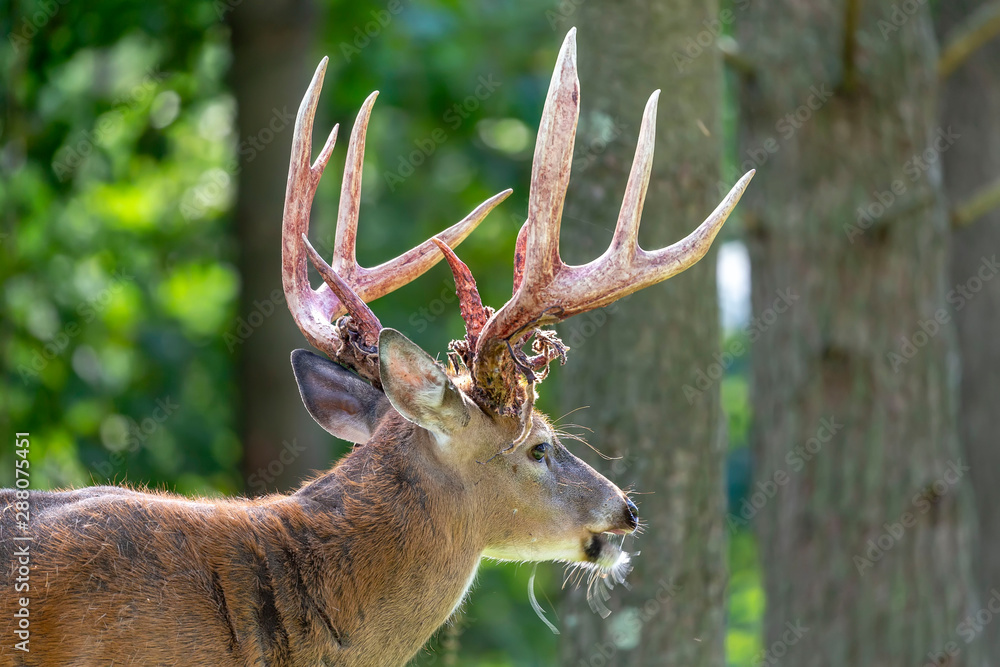 The mule deer (Odocoileus hemionus). Photo of Deer Shedding Their ...