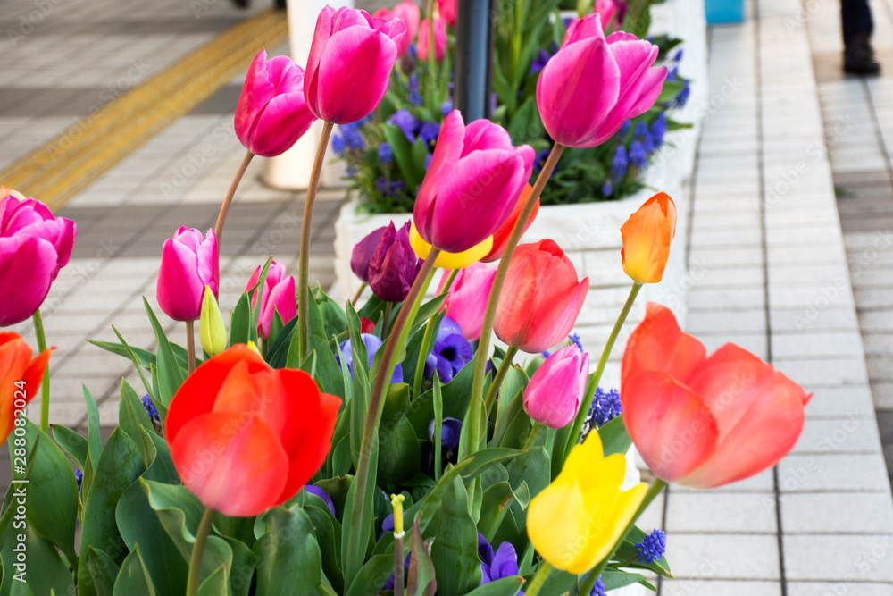 Tulips flower in garden at front of tokyo big sight for Japanese people ...