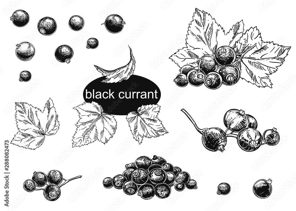Detailed hand drawn vector illustration set of blackcurrant. Black and ...