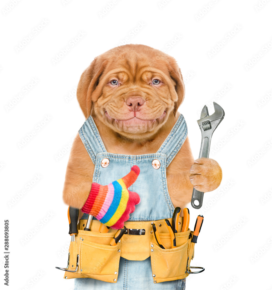 Smiling puppy worker with tool belt and adjustable wrench showing ...