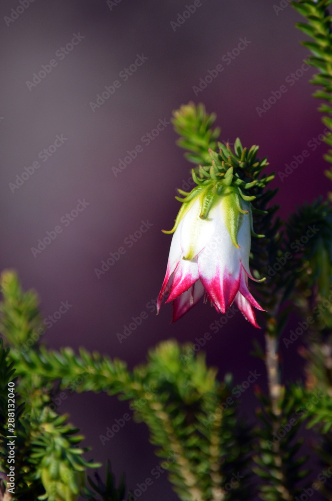 Foto de Bell shaped Australian native wildflower Darwinia meeboldii ...