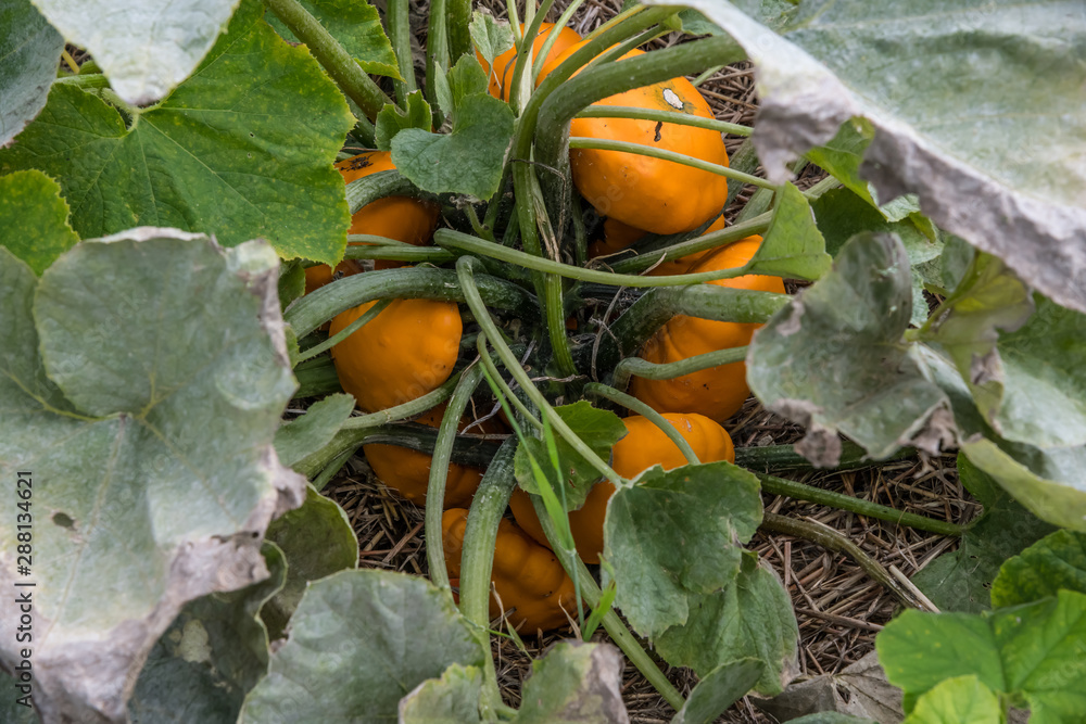 Patty pan squash growing on a plant Stock Photo | Adobe Stock