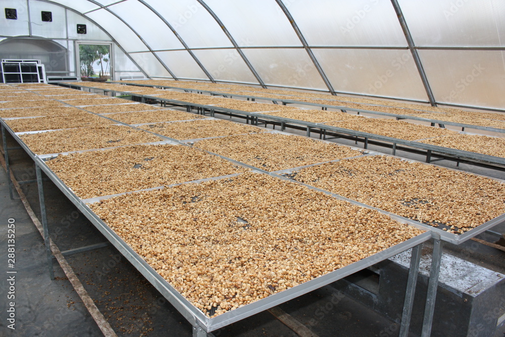 Dried Robusta parchment Coffee Beans. greenhouse solar drying system ...