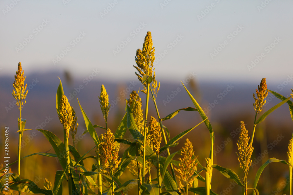 Sorgo (Sorghum spp.) Stock Photo | Adobe Stock