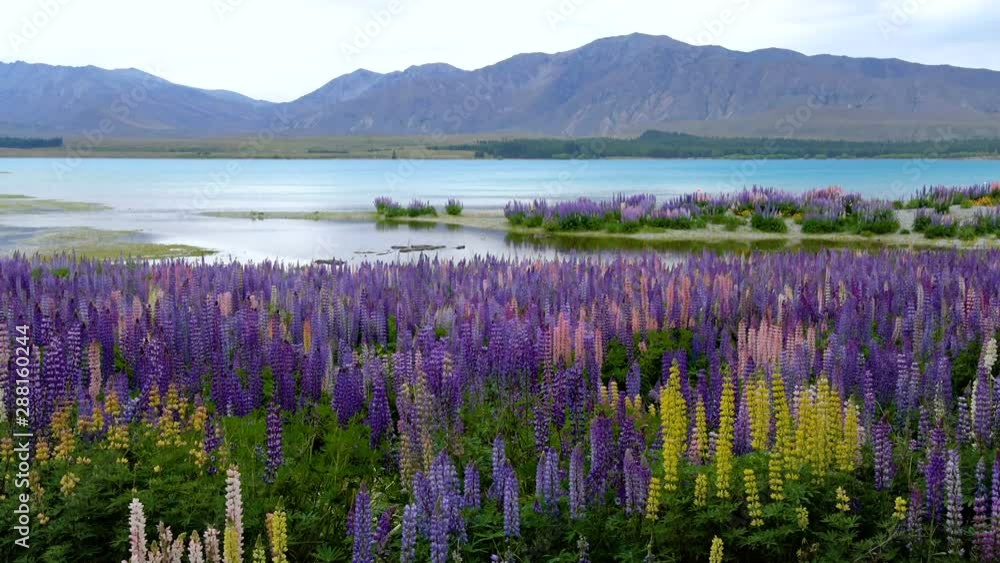 Lake Tekapo, New Zealand - Beautiful Lupin Field at Lake Tekapo, New ...
