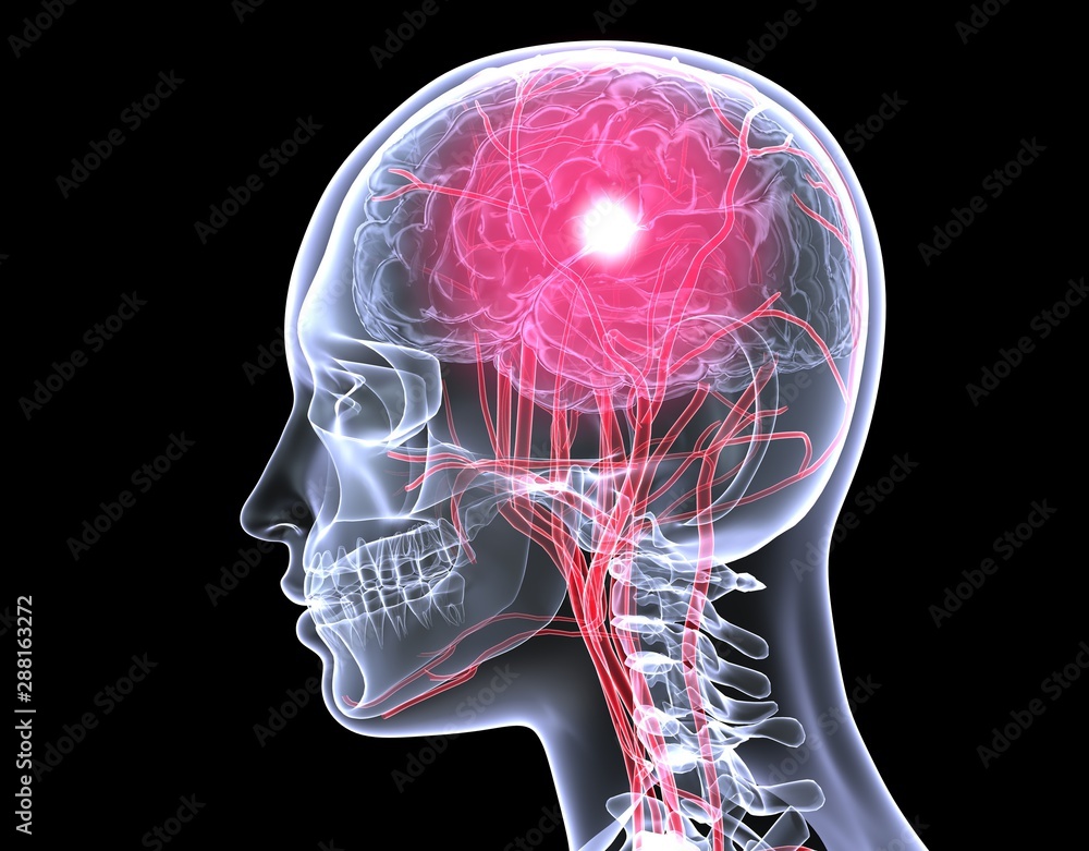 Transparent 3D illustration of the human head showing internal organs ...