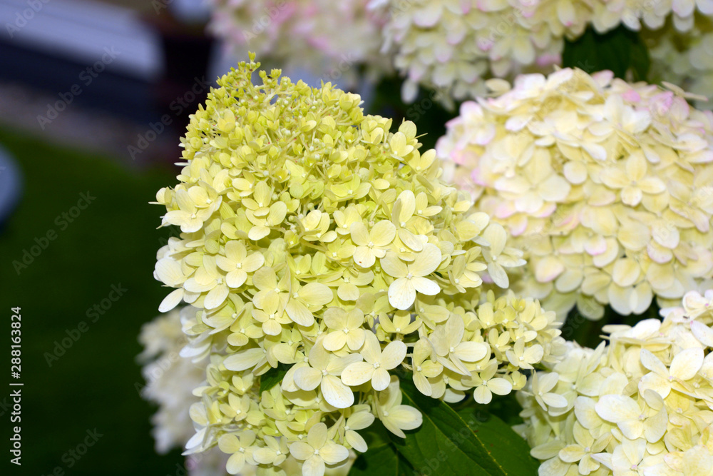 limelight hydrangea paniculata hortensia, panicled hydrangea or ...