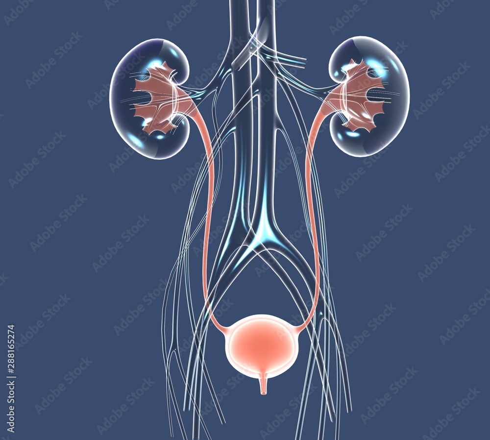 3D illustration of the urinary system, kidneys, ureters and urinary ...