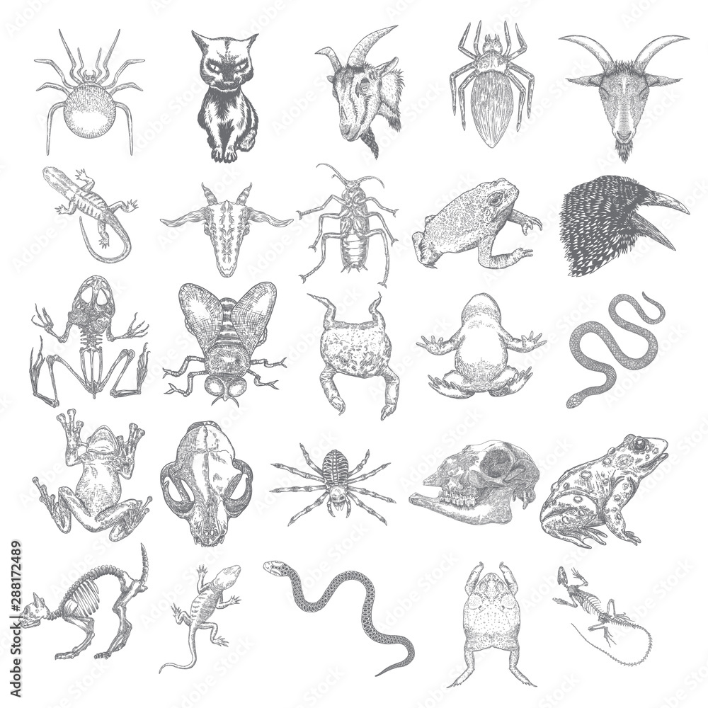 Animals set. Reptile frog, toad, lizard skeleton and snake, spider, fly ...
