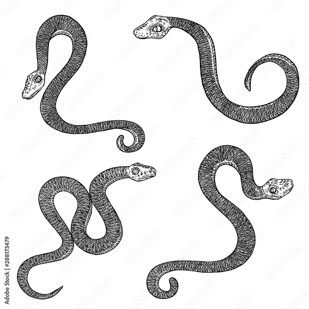 Set of snake drawing illustration. Black serpent isolated on a white ...