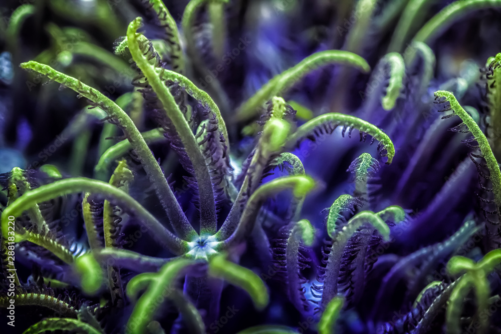 Green Soft Coral