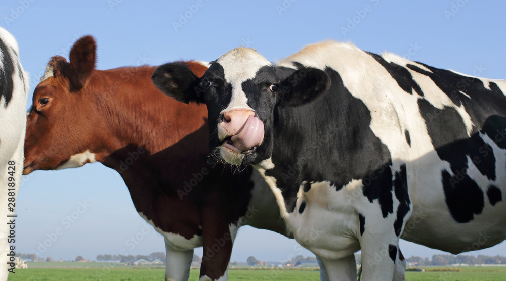 Holstein cattle Stock Photo | Adobe Stock
