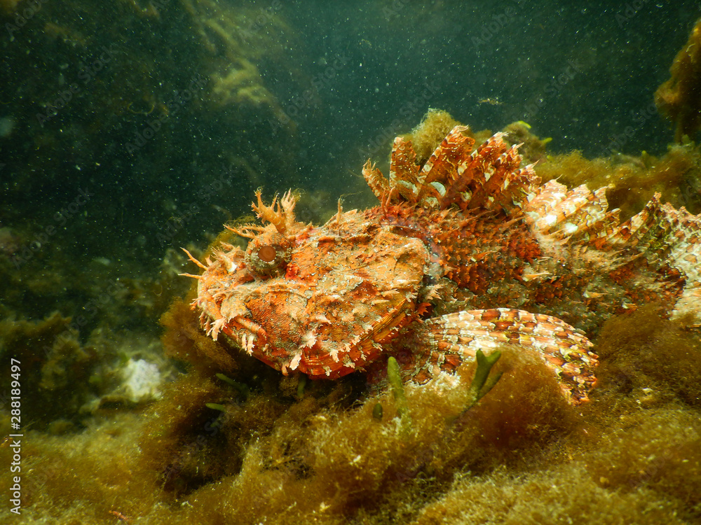 Stone Fish Stock Photo | Adobe Stock