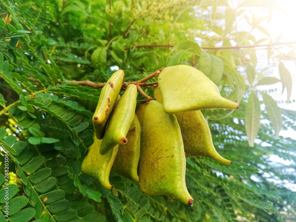 Caesalpinia sappan Linn.Caesalpinia sappan on white background.Fang ...