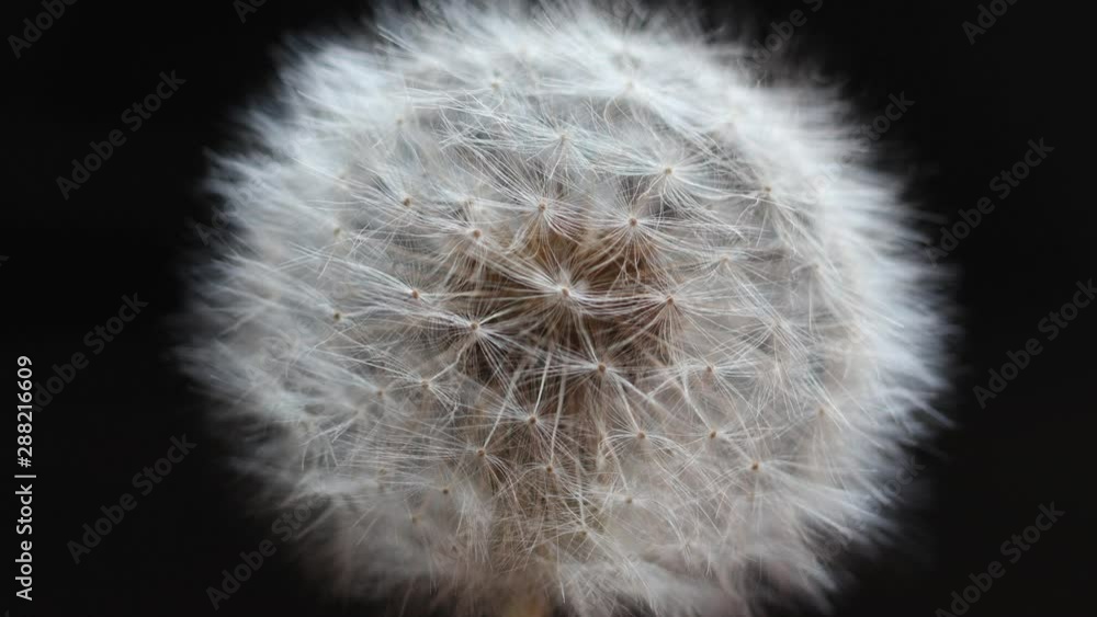 Looping Cinemagraph of dandelion flower in motion Stock Video | Adobe Stock