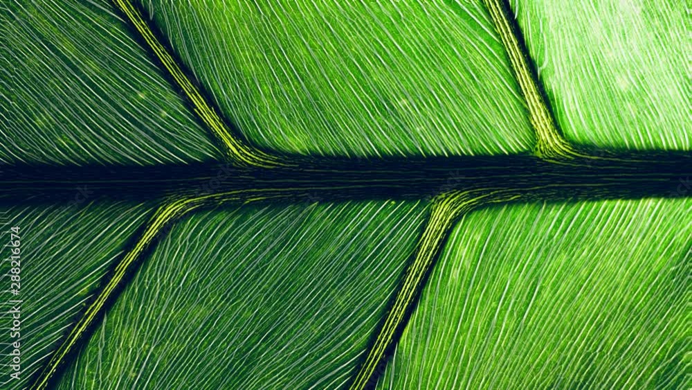 Looping Cinemagraph macro of green leaf background 素材庫影片 | Adobe Stock