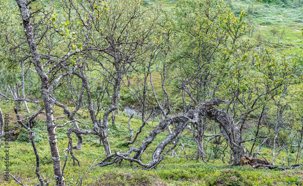Typical forest of downy birches growing in Swedish and Norwegian ...