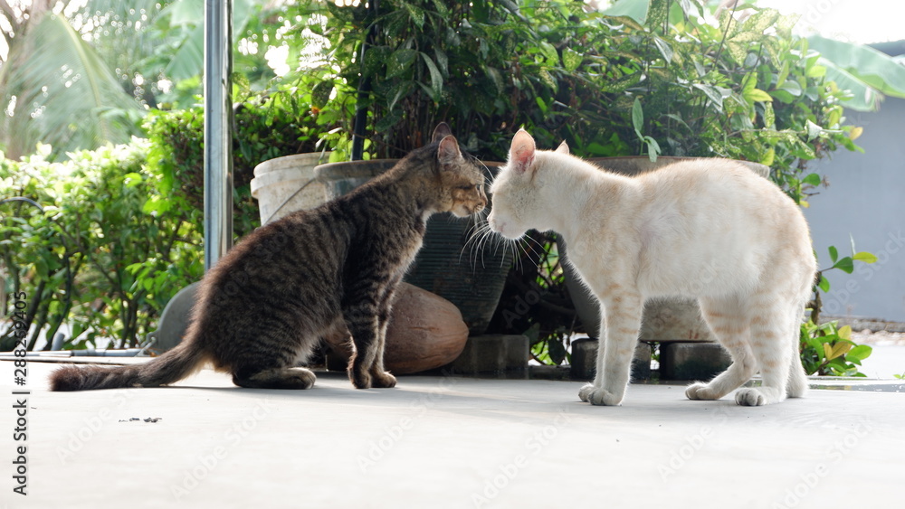 the cat fight Stock Photo | Adobe Stock