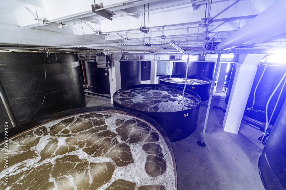 Shrimp breeding farm. Shrimp Hatchery Stock Photo | Adobe Stock