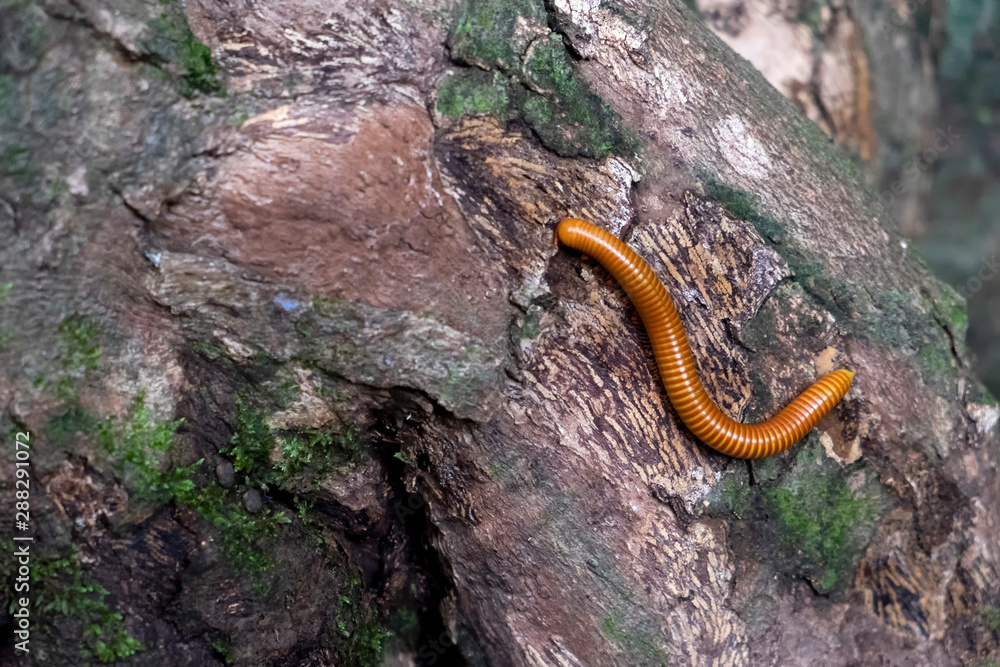 Giant millipede (Asian Forest Centipedes) holding on the tree of ...