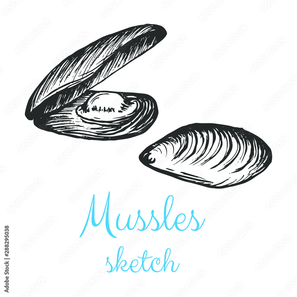 Mussels seafood sketch vector, hand drawn pencil drawing isolated ...