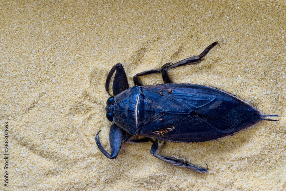 Giant Water Bug in plain sand. This one is carrying several eggs on its ...