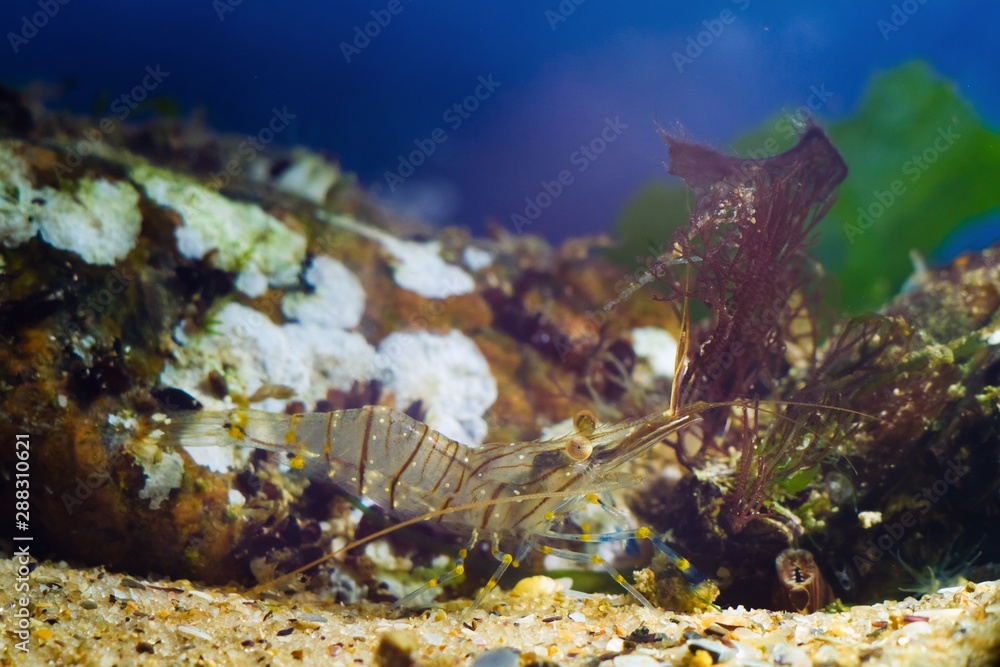 rockpool shrimp, Palaemon elegans, saltwater decapod crustacean, look ...
