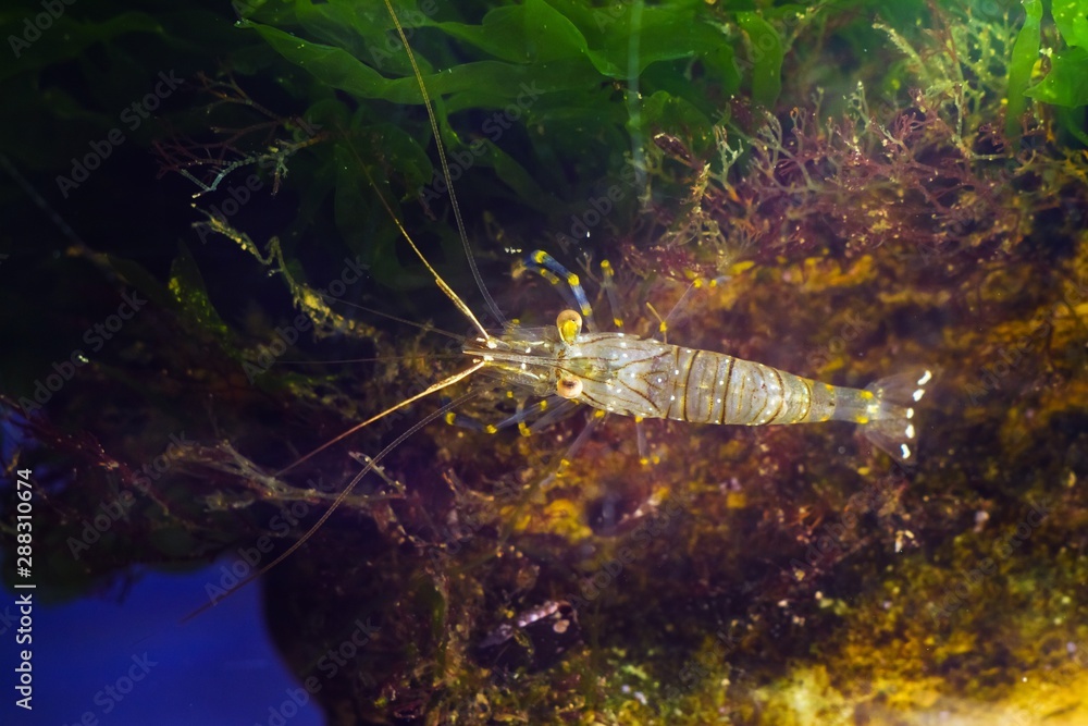 flatlay of saltwater rockpool shrimp, Palaemon elegans, searching for ...