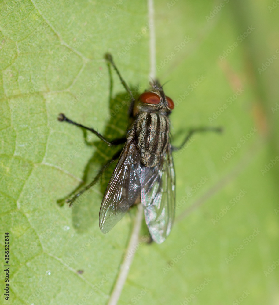 Flies Sitting On Food