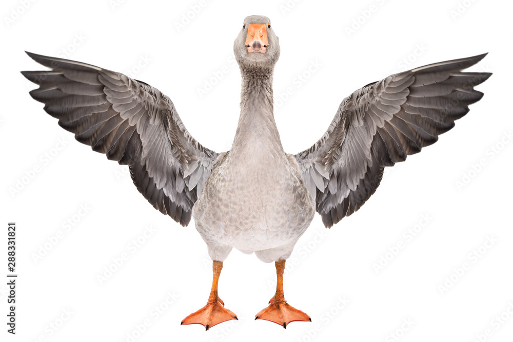 Beautiful goose stands with wings spread isolated on a white background ...