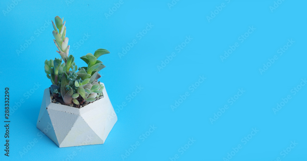 Minimalistic garden of succulents in a concrete planter pot. Blue and ...