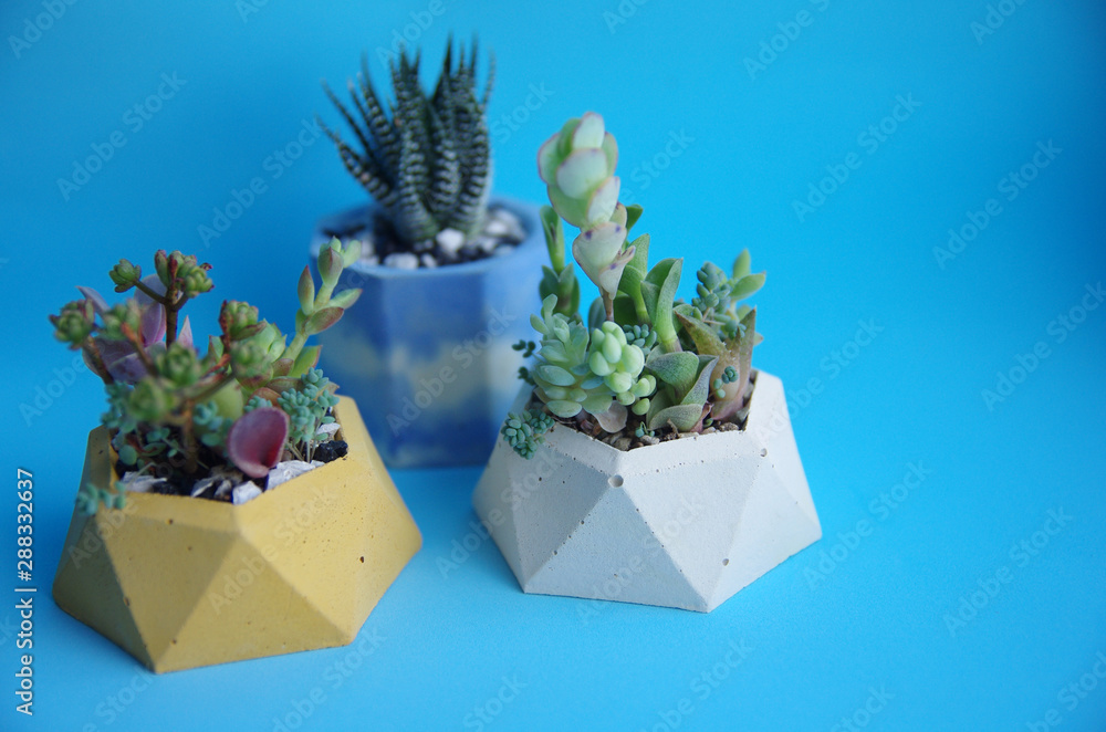 Minimalistic garden of succulents in a concrete planter pot. Blue and ...