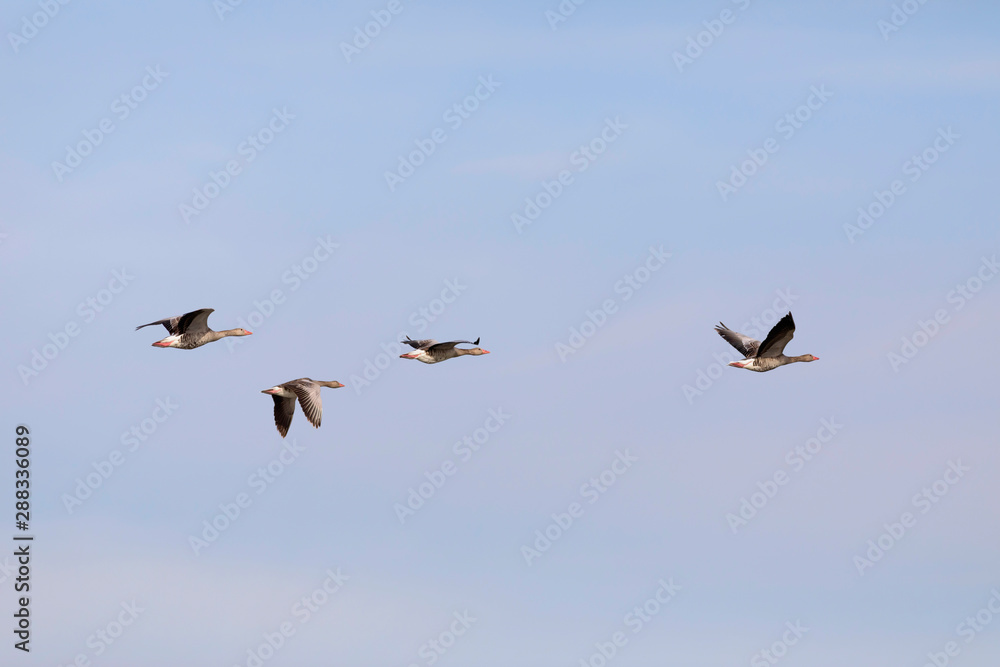 Flying Goose. Blue sky background. Greylag Goose Anser anser. Stock ...