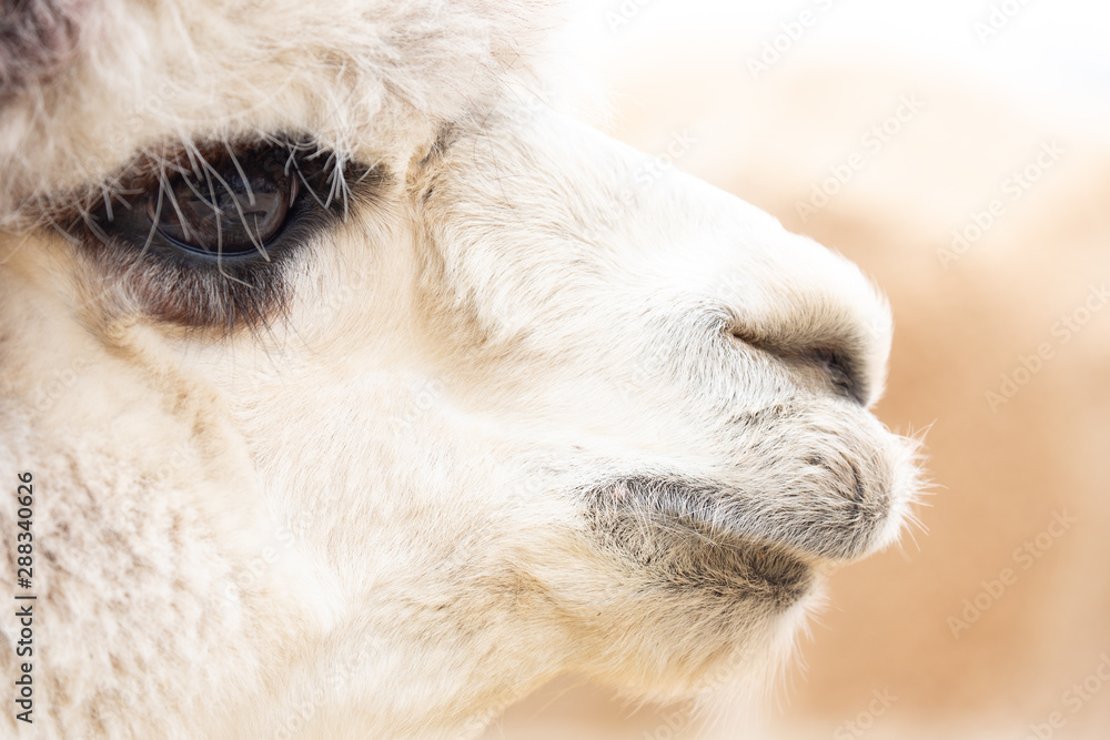 White Alpaca Face
