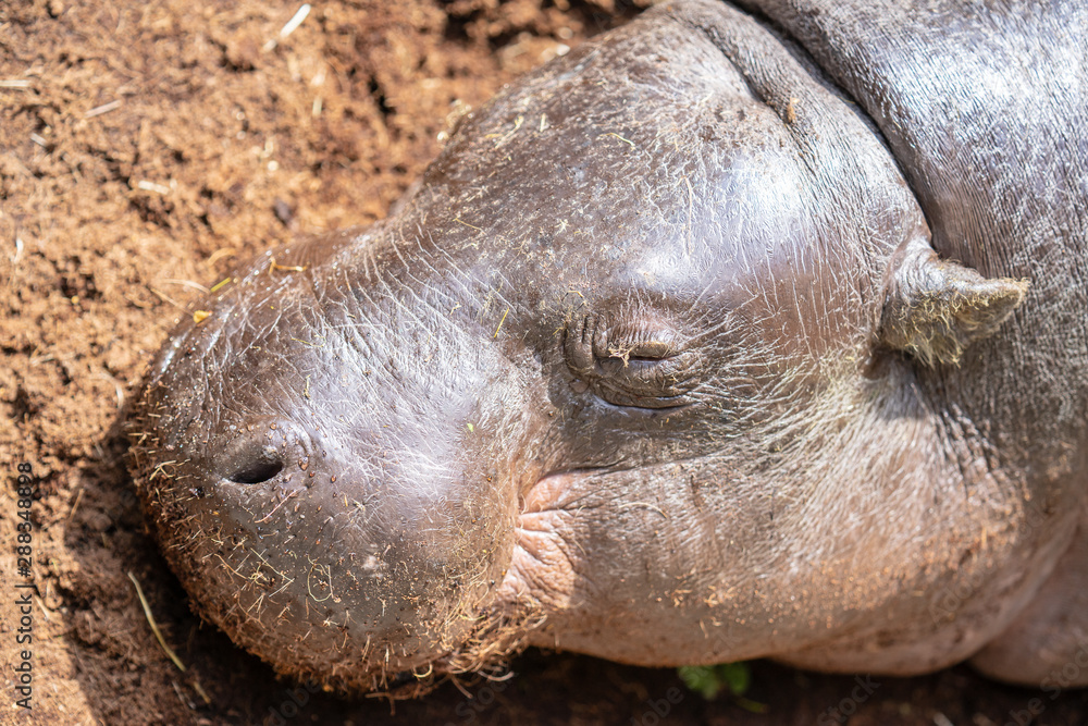 The pygmy hippopotamus, Choeropsis liberiensis or Hexaprotodon ...