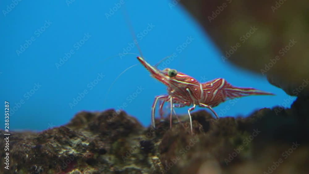 Close-up of dancing shrimp walking in underwater on blue background ...