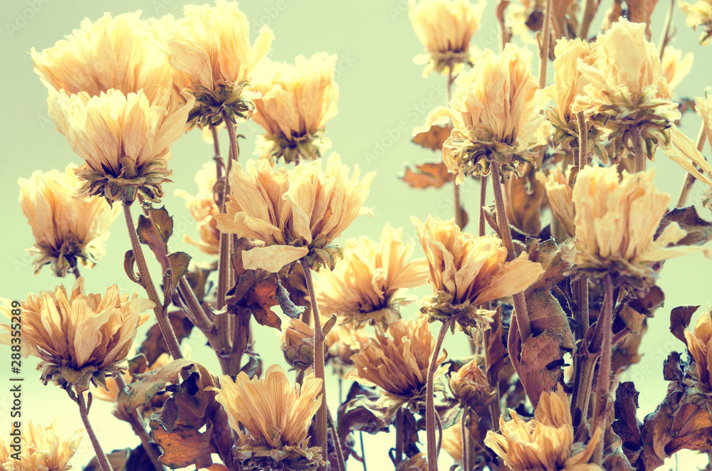 withered flowers Stock Photo | Adobe Stock